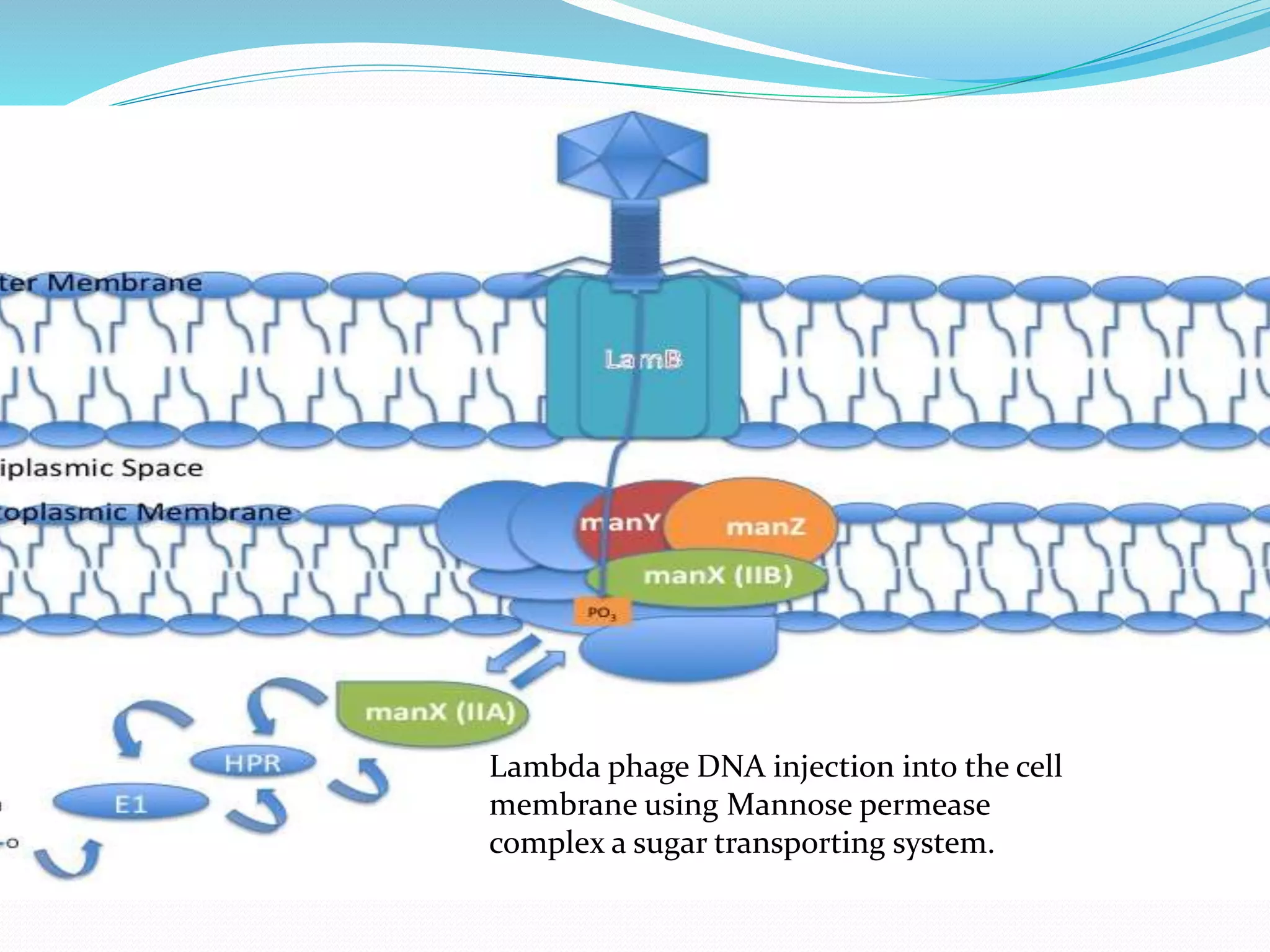 Bacteriophage T4 and Bacteriophage lambda | PPTX