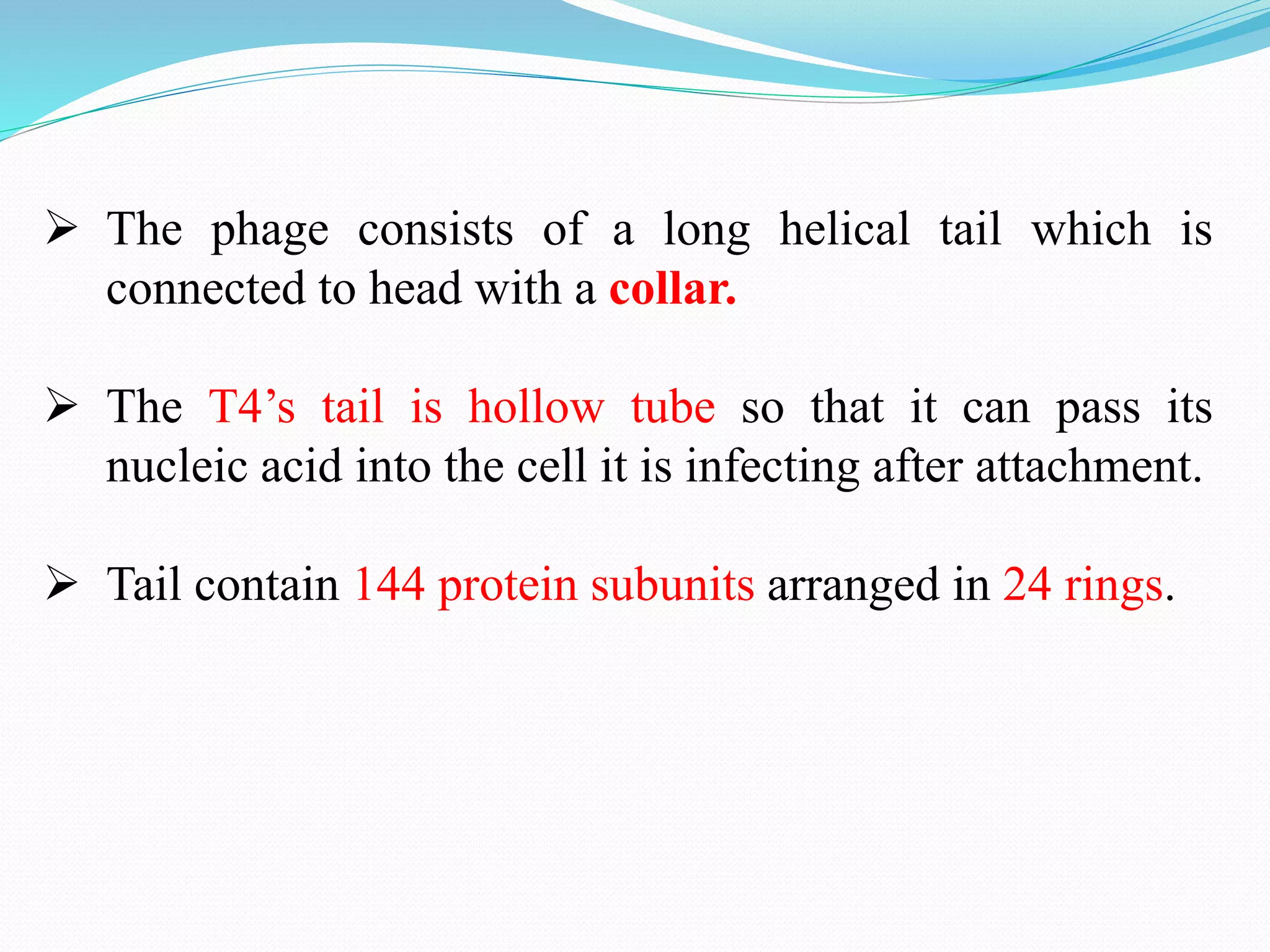 Bacteriophage T4 and Bacteriophage lambda | PPTX