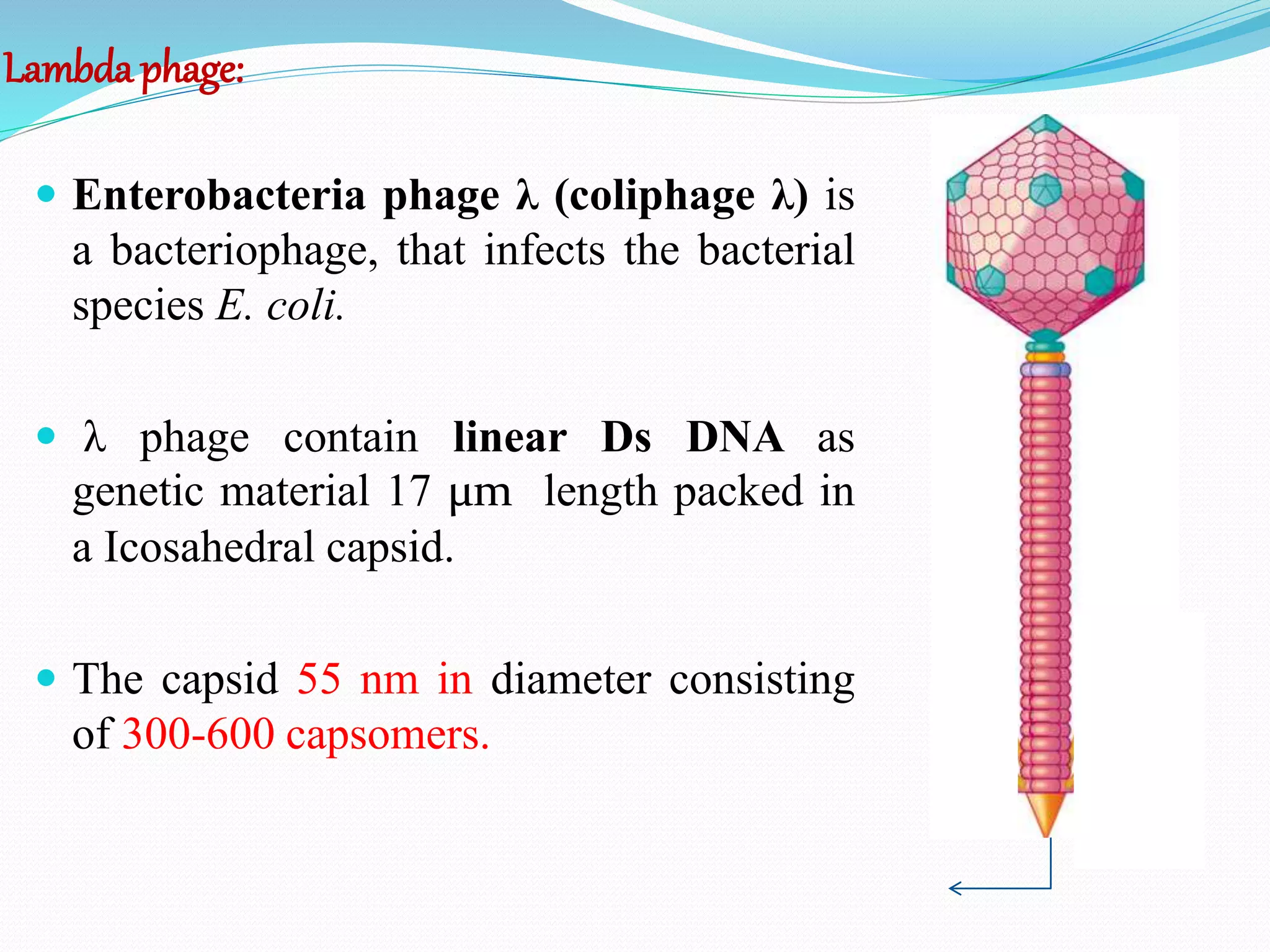 Bacteriophage T4 and Bacteriophage lambda | PPTX