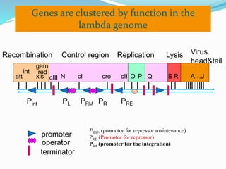 Bacteriophage T4 and Bacteriophage lambda | PPTX