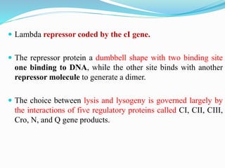 Bacteriophage T4 and Bacteriophage lambda | PPTX