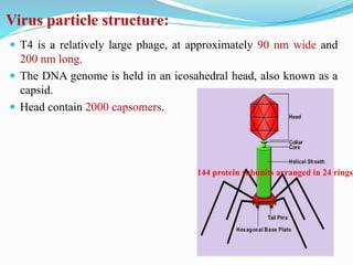 Bacteriophage T4 and Bacteriophage lambda | PPTX