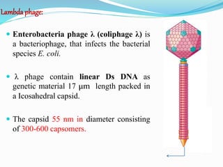 Bacteriophage T4 and Bacteriophage lambda | PPTX