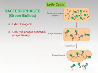Bacteriophage therapy in the current scenario of emerging antimicrobial ...