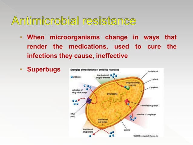 Bacteriophage therapy in the current scenario of emerging antimicrobial resistance | PPT