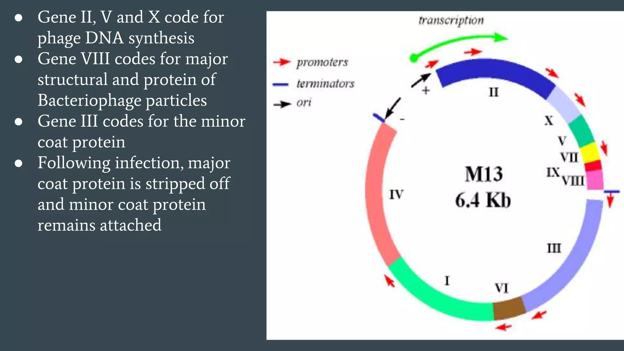 Bacteriophage vector | PPTX