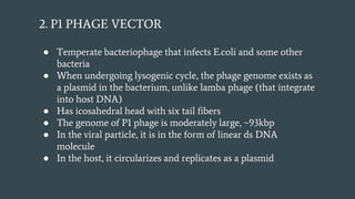 Bacteriophage vector | PPTX