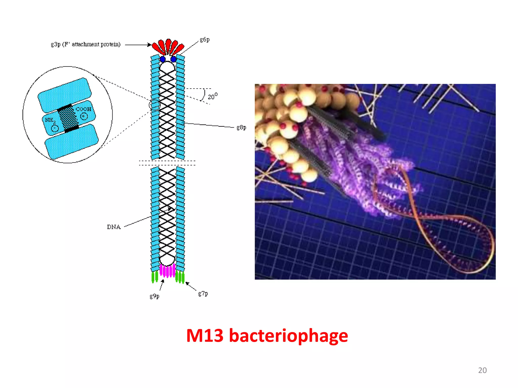 Bacteriophage vectors | PDF
