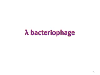 Bacteriophage vectors | PDF