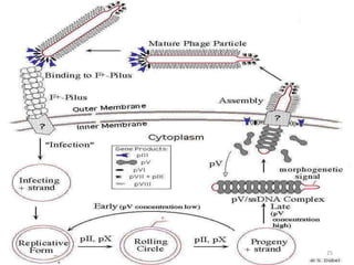 Bacteriophage vectors | PDF