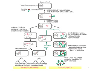 Bacteriophage vectors | PDF