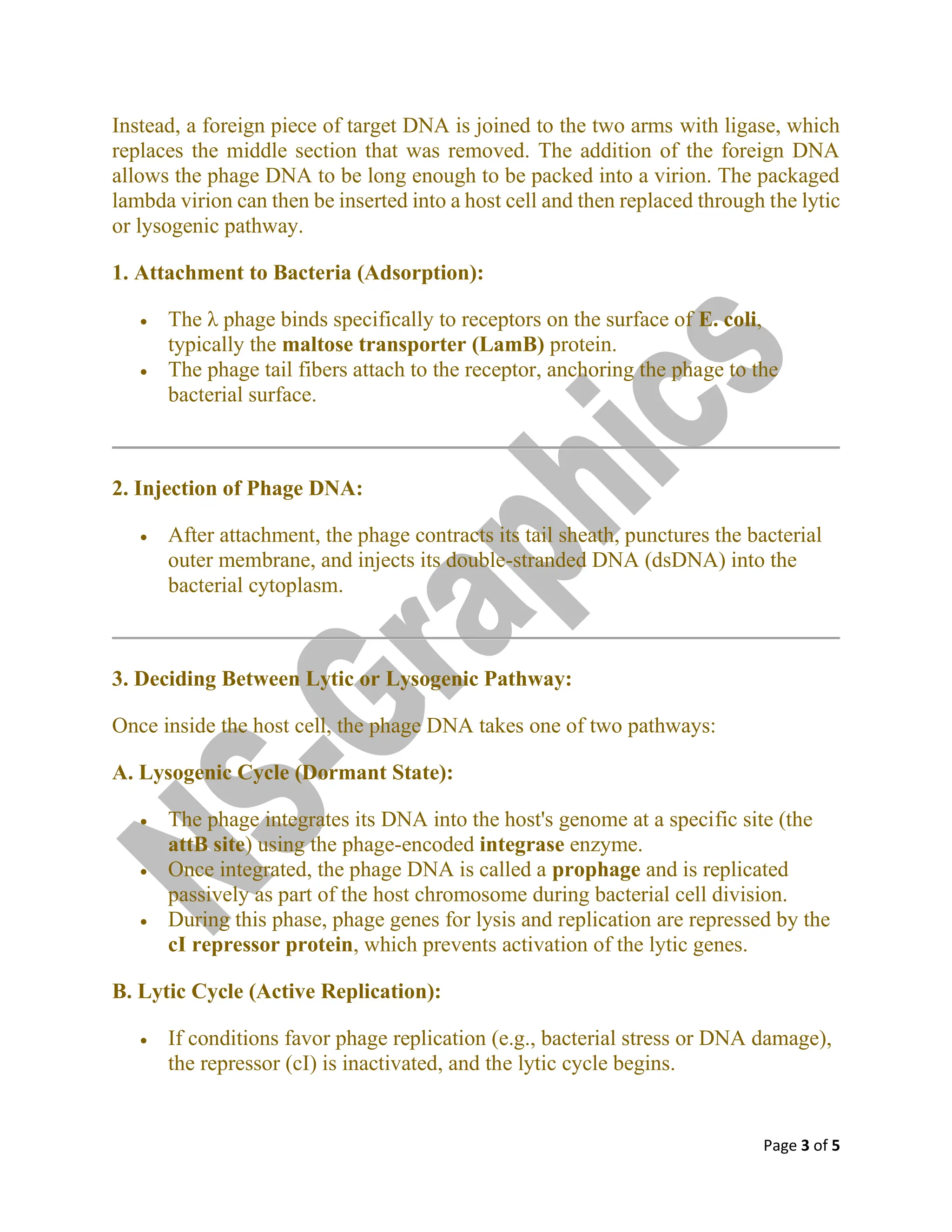 Bacteriophage Vectors Lamda Phage Vector | PDF