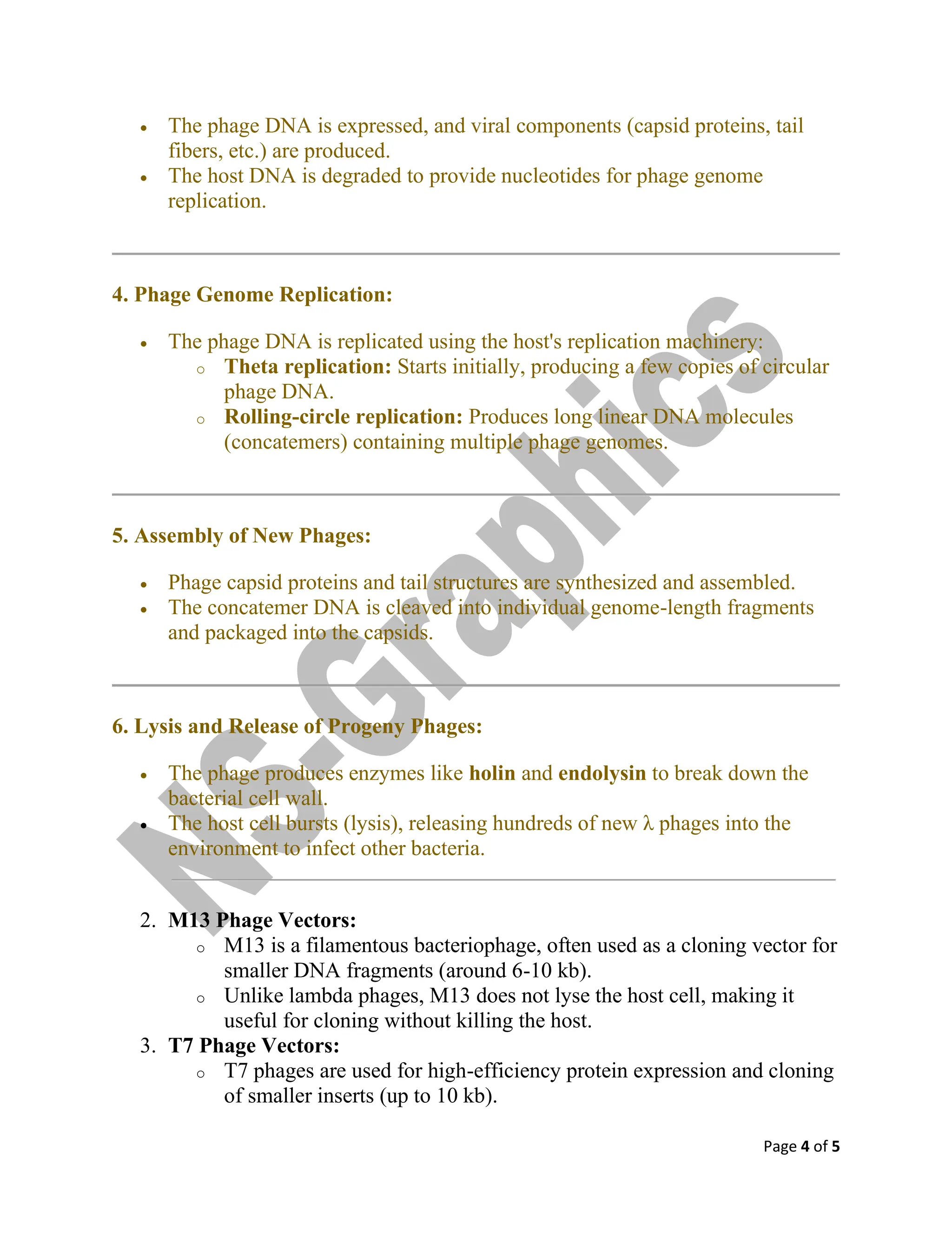 Bacteriophage Vectors Lamda Phage Vector | PDF