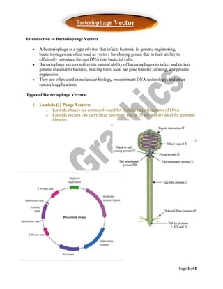 Bacteriophage Vectors Lamda Phage Vector | PDF