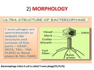 Bacteriophase | PPTX