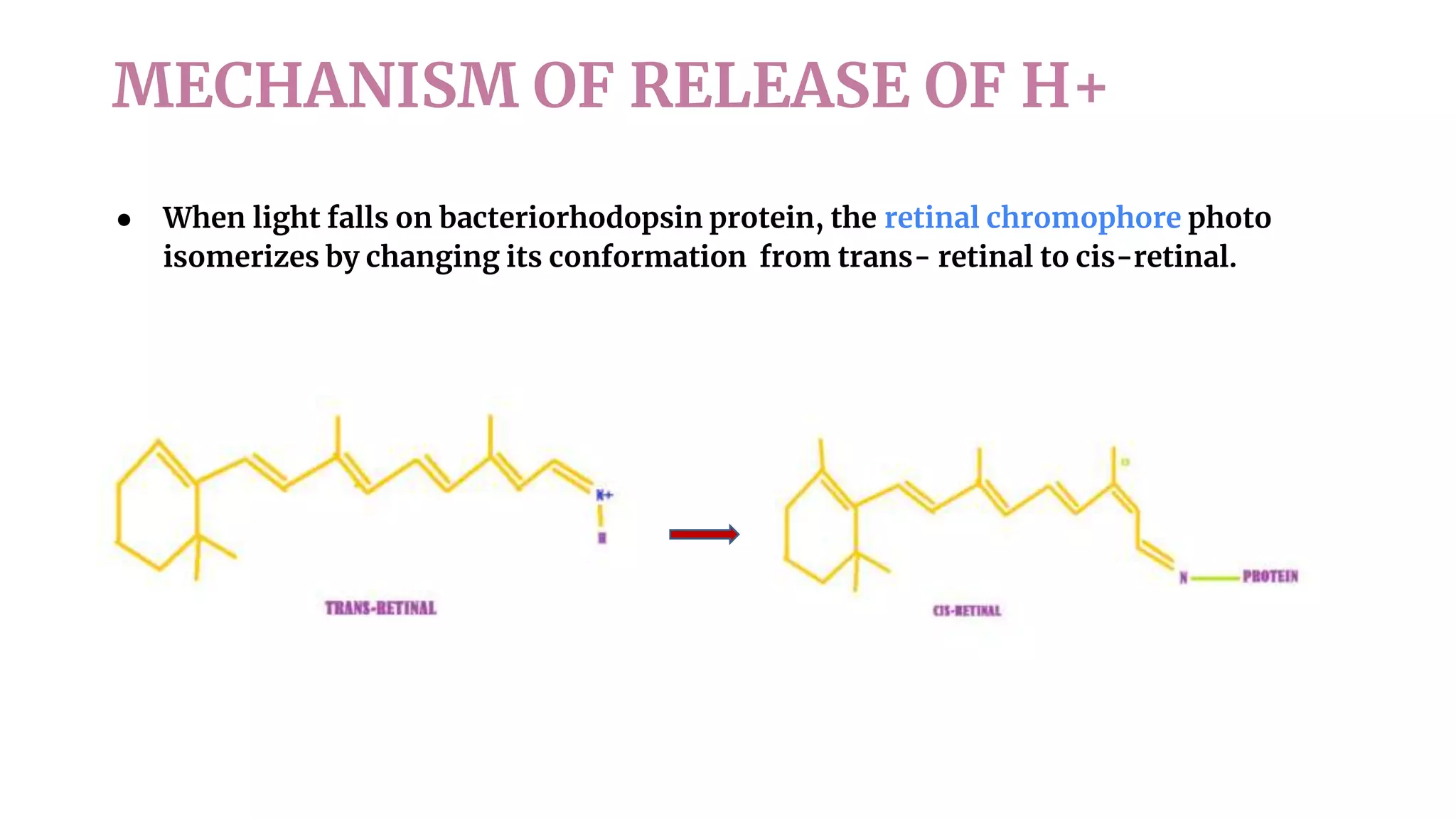 Bacteriorhodopsin-Transport process driven by light | PPTX