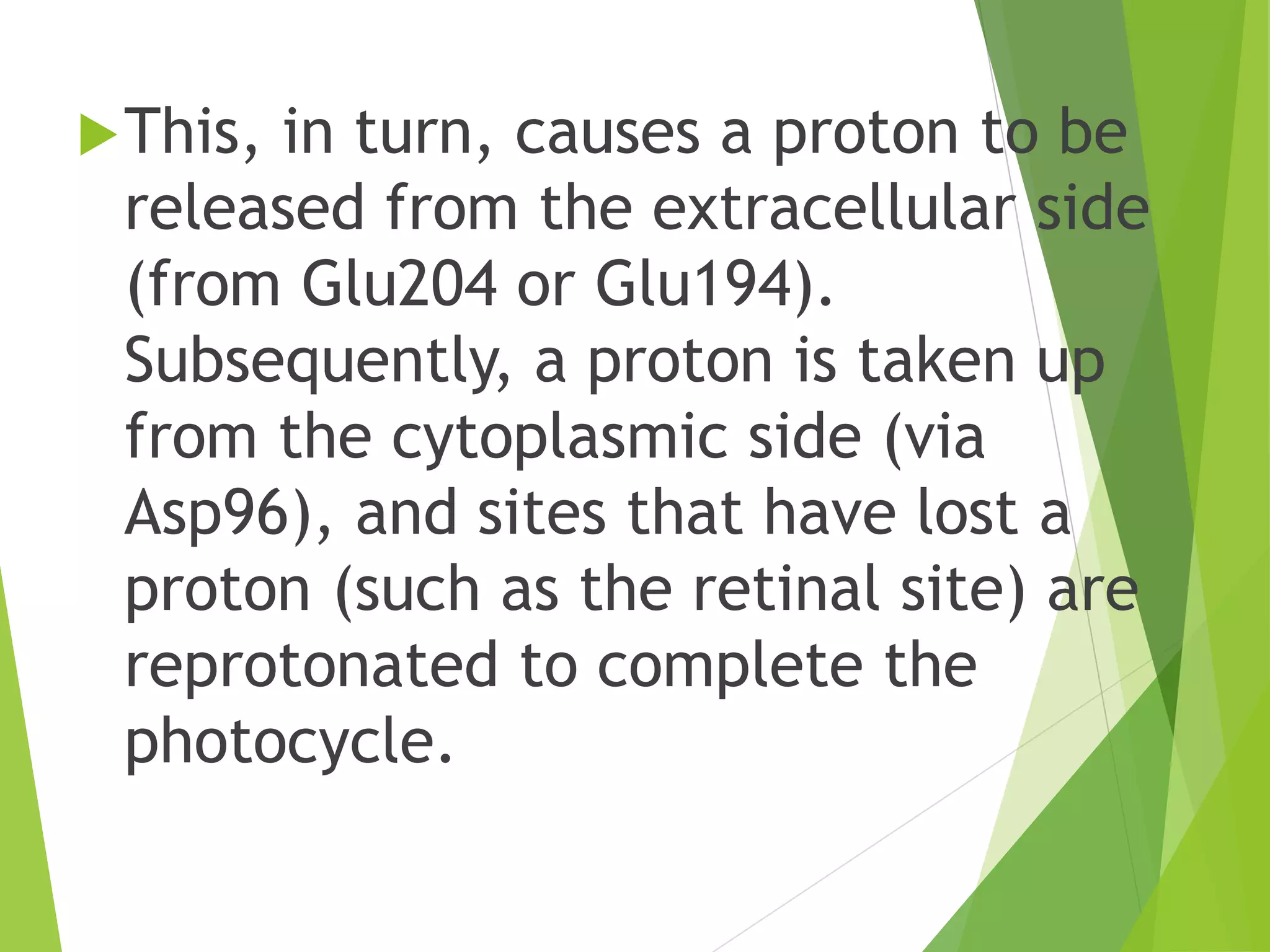Bacteriorhodopsin.pdf