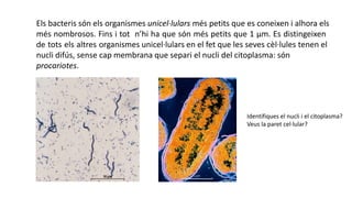 Bacteris | PPT