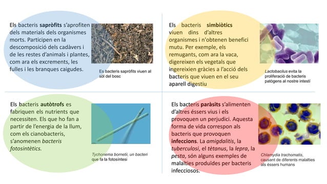 Bacteris | PPT