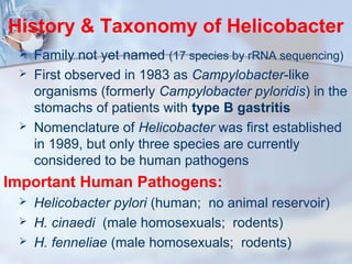 Bacterium helicobacter pylori | PPT