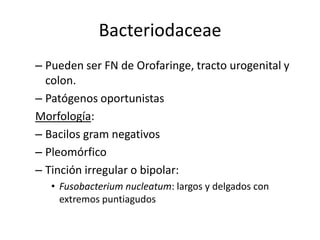 Bacteroides, fusobacterium, porphyromonas y prevotella | PDF