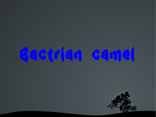 Bactrian camel | PDF