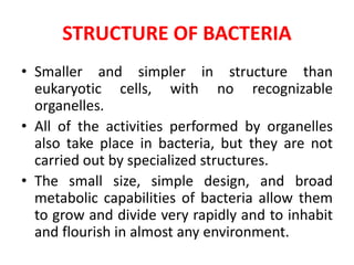 Simple Bacteria Diagram