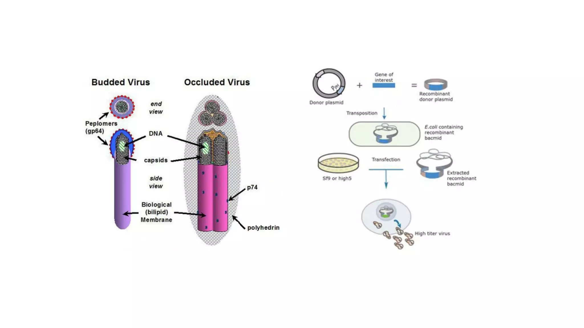 baculovirus expression | PPT