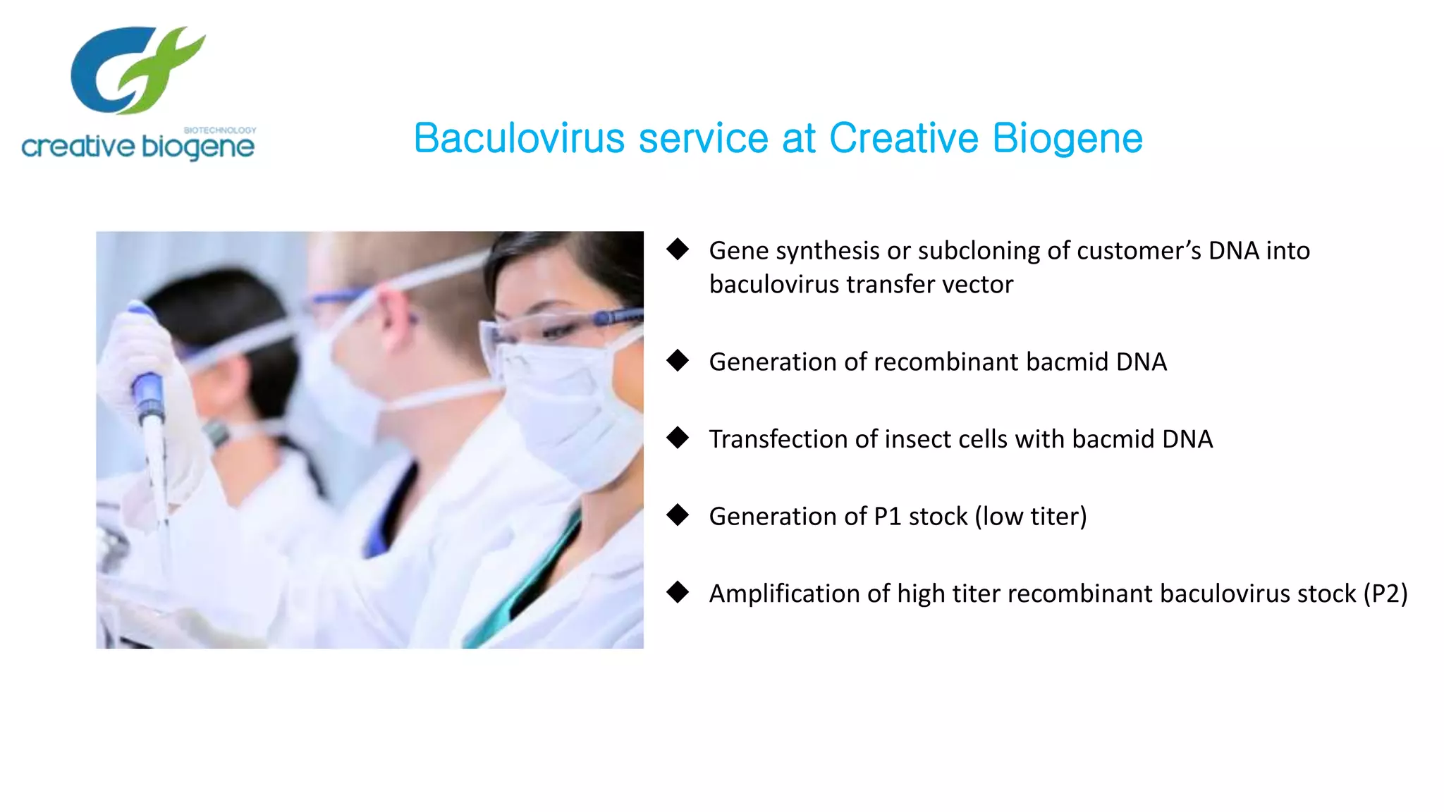 Baculovirus-efficient tool for protein expression | PPTX