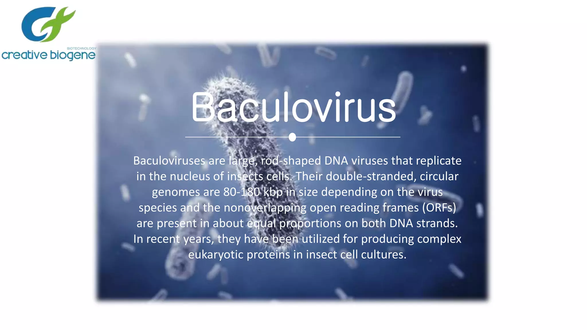 Baculovirus-efficient tool for protein expression | PPTX