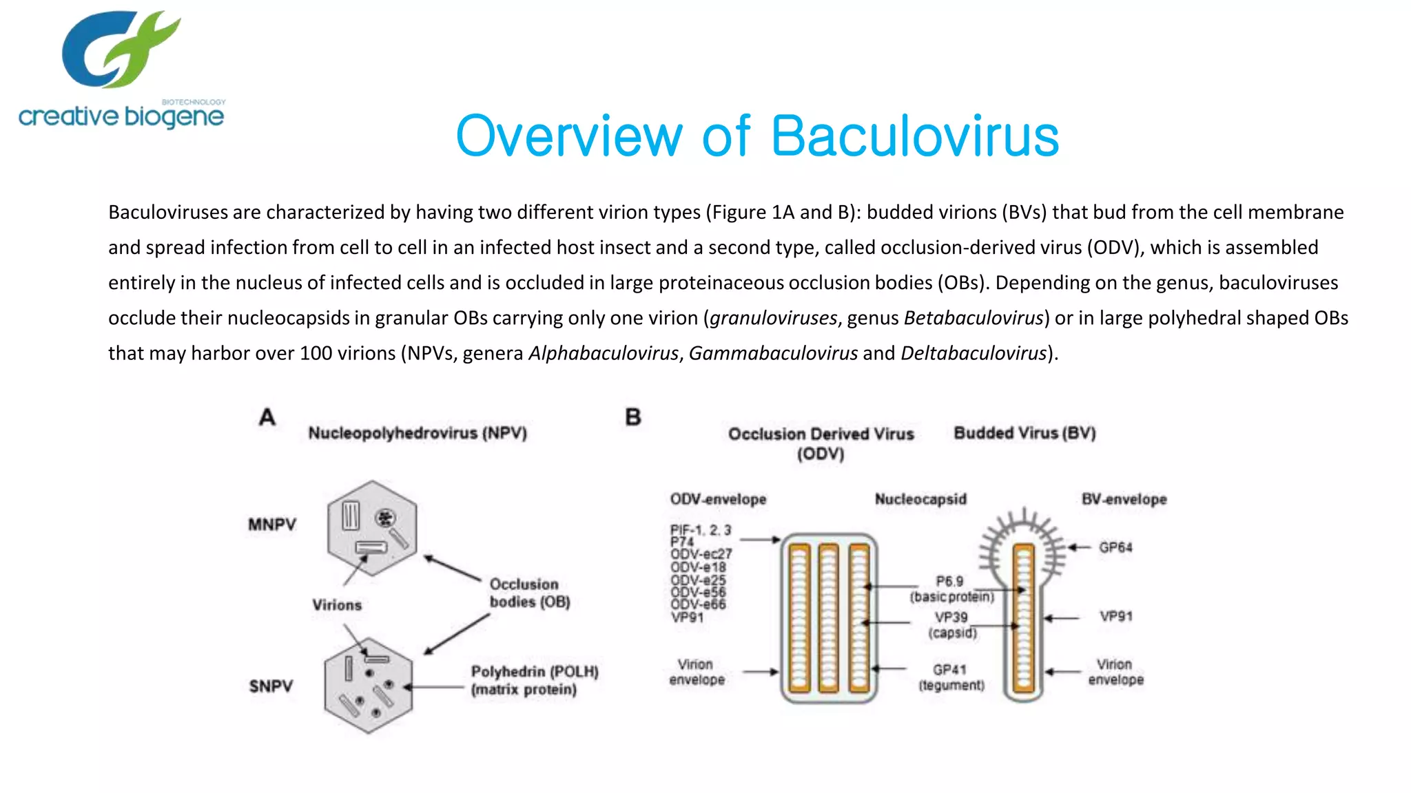 Baculovirus-efficient tool for protein expression | PPTX