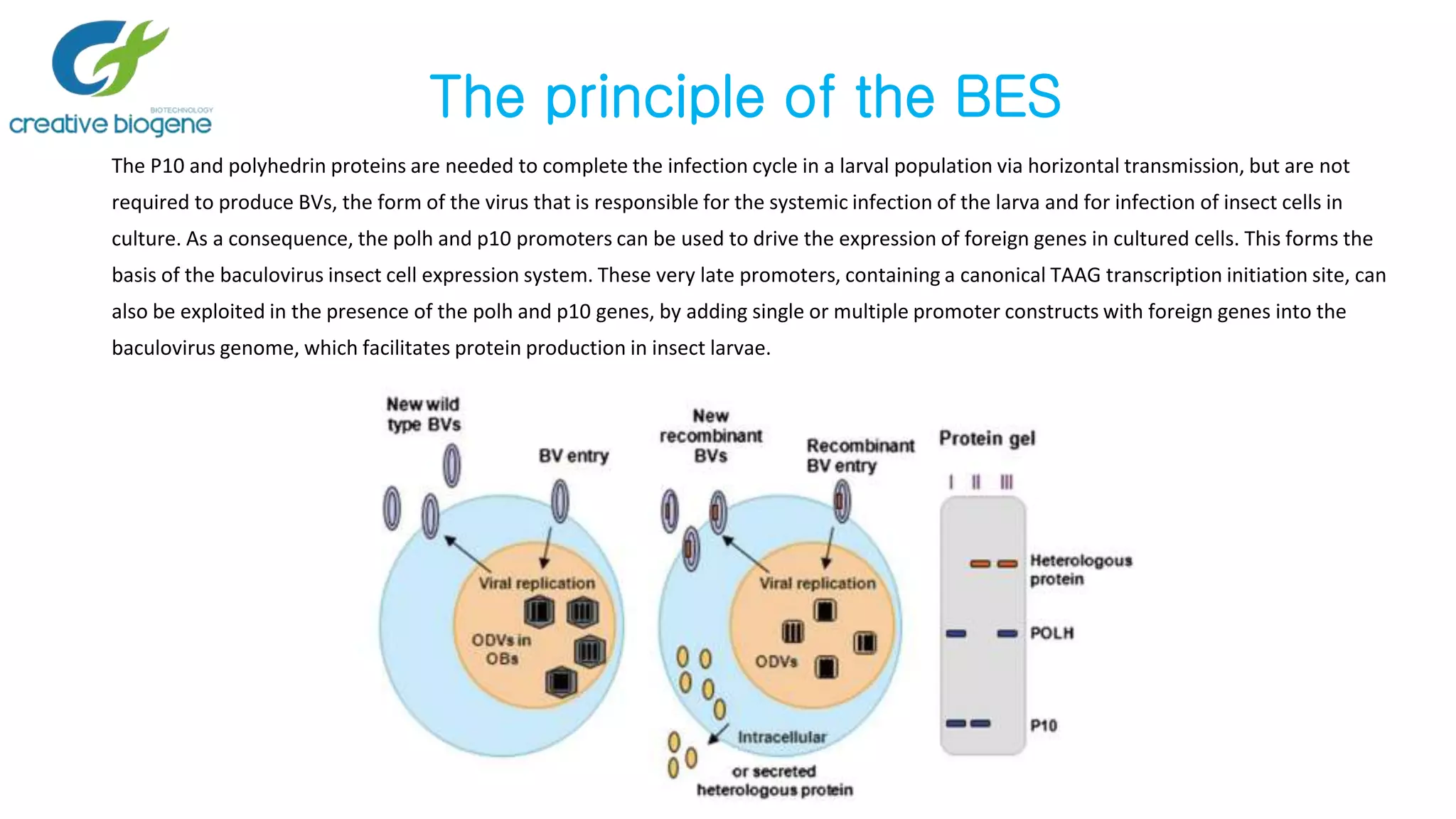 Baculovirus-efficient tool for protein expression | PPTX