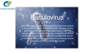 Baculovirus-efficient tool for protein expression | PPTX