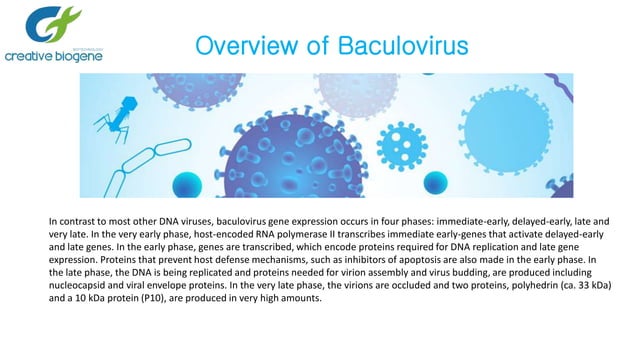 Baculovirus-efficient tool for protein expression | PPT