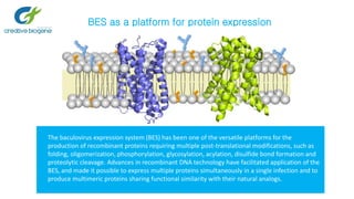 Baculovirus-efficient tool for protein expression | PPTX