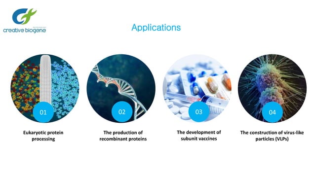 Baculovirus-efficient tool for protein expression | PPT
