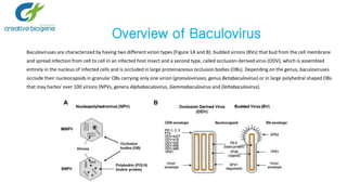 Baculovirus efficient tool for protein expression | PPT