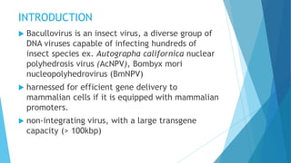 Baculoviral vector Applications | PPT
