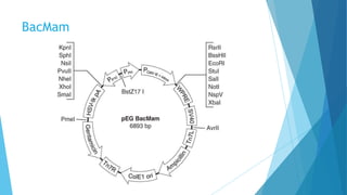 Baculoviral vector Applications | PPT