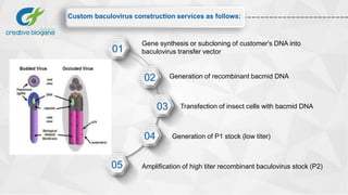 Baculovirus expression service | PPT