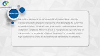 Baculovirus expression service | PPT