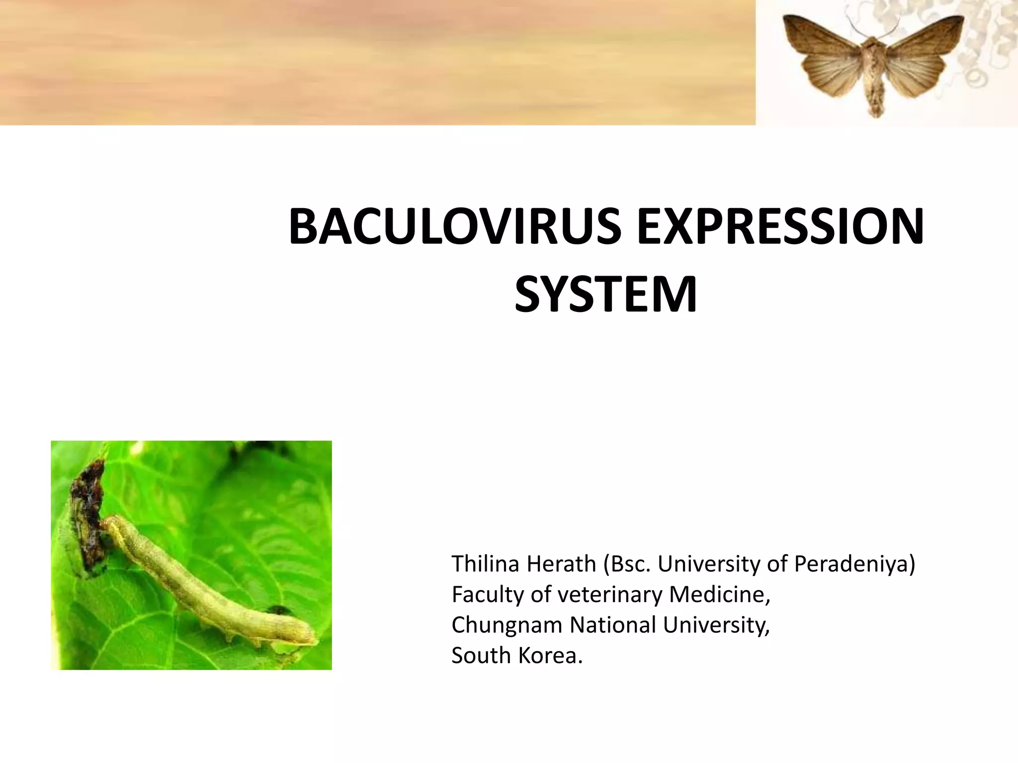 Baculovirus expression vector system | PPTX