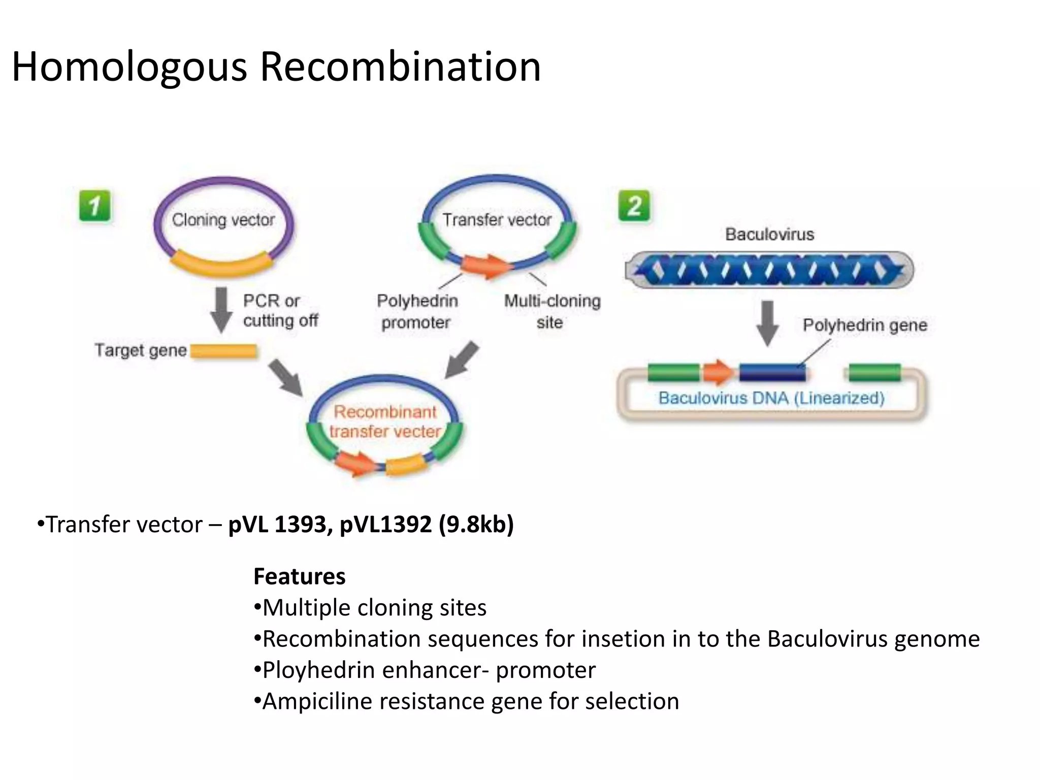 Baculovirus expression vector system | PPTX