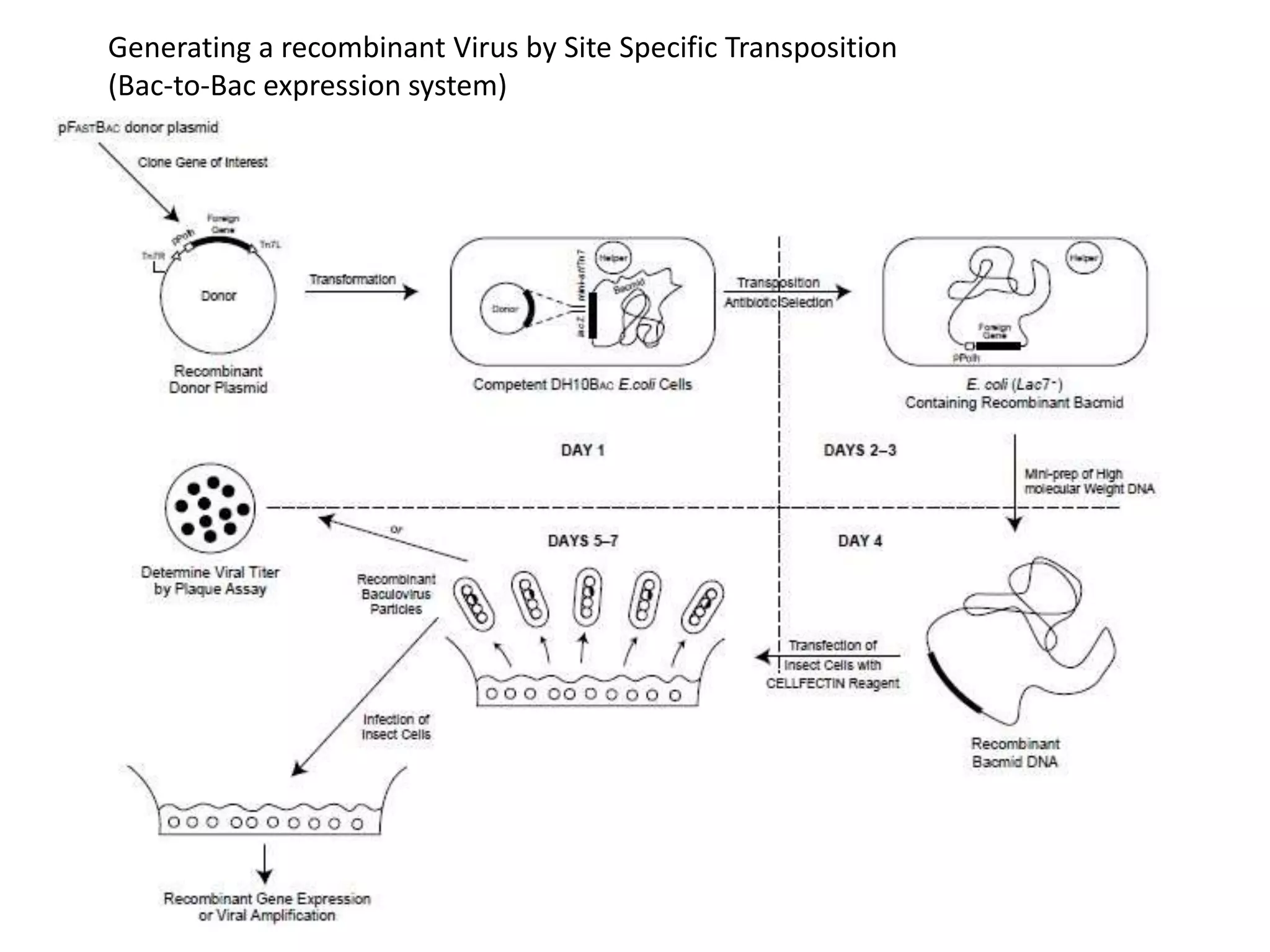 Baculovirus expression vector system | PPTX