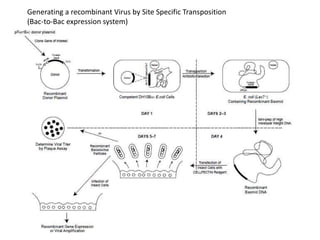 Baculovirus expression vector system | PPTX