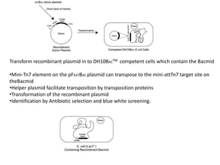 Baculovirus expression vector system | PPTX
