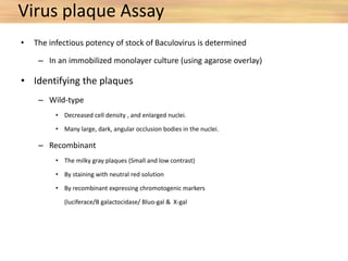 Baculovirus expression vector system | PPTX