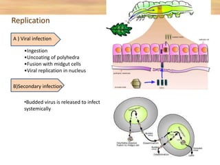 Baculovirus expression vector system | PPTX