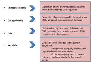 Baculovirus expression vector system | PPTX