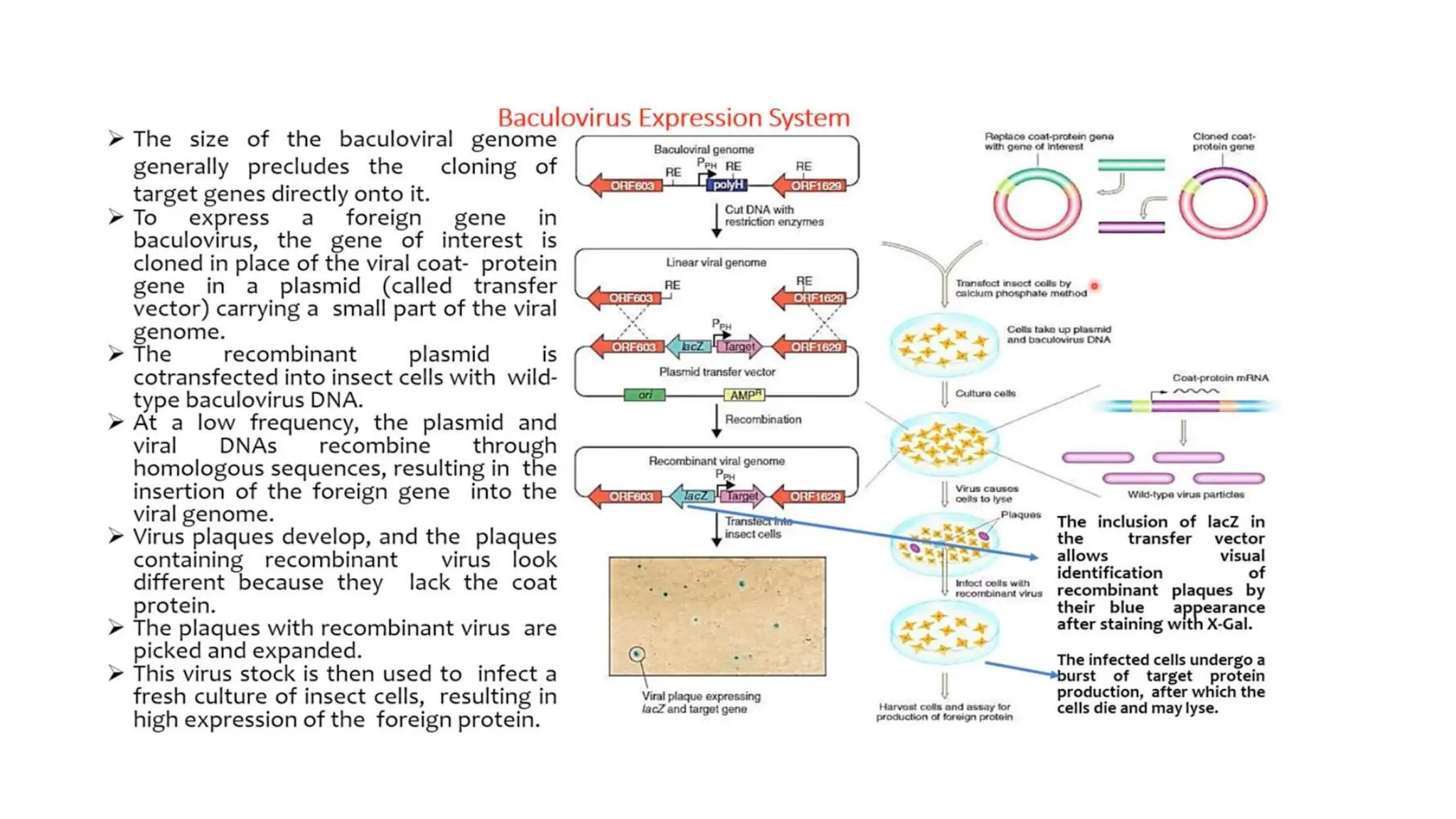 Baculovirus expression vector system.pptx